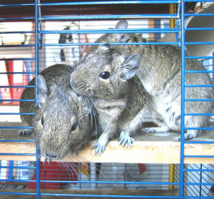 degoe kooi Archieven - Dierenarts-dierenkliniek